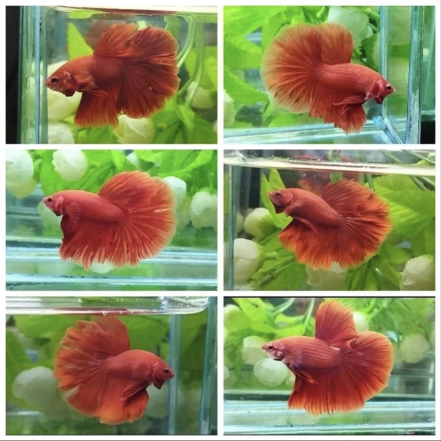 Jual Ikan Hias Cupang Super Red Hiasan Aquarium | Shopee Indonesia