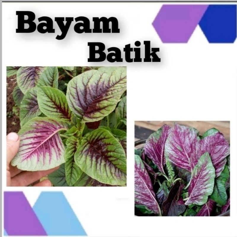 Jual Benih Bayam Batik Belang Bibit Tanaman Sayuran Bayam Loreng ...