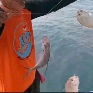 Jual Ikan GT Terlengkap & Harga Terbaru Agustus 2024 | Shopee Indonesia