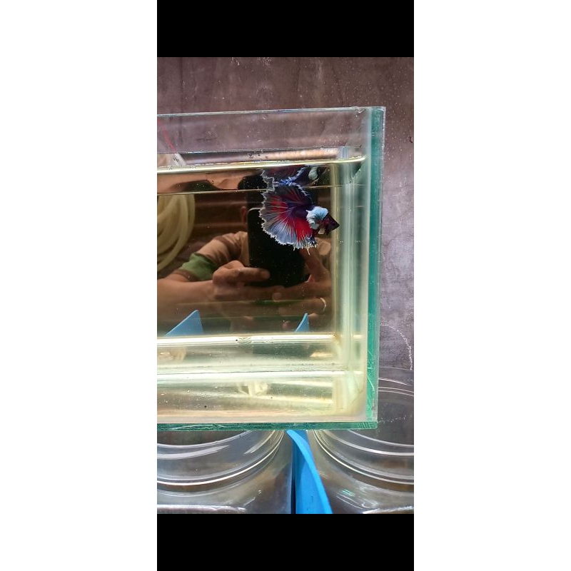 Jual cupang HM big ear LAVENDER cocok untuk hiasan akuarium/akuascape ...