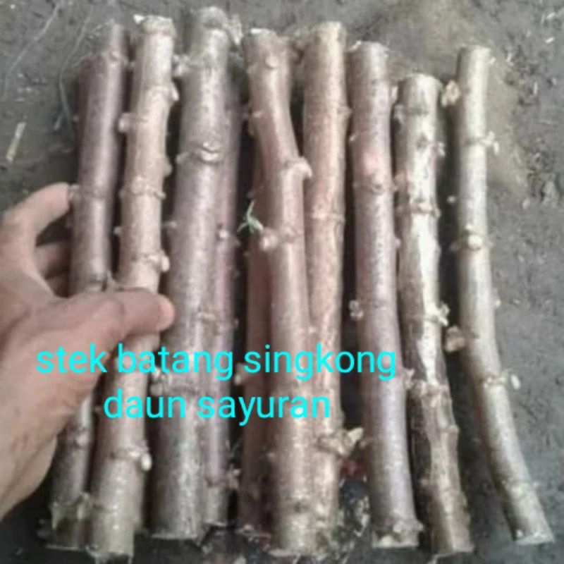 Jual 12 BIJI BIBIT STEK SINGKONG DAUN SAYUR MUDAH TUMBUH | Shopee Indonesia