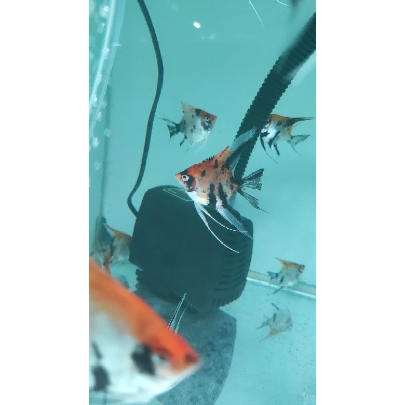 Jual MANFISH RED KOI 3-4 cm | Shopee Indonesia