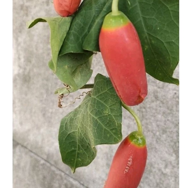 Jual biji timun tikus Cocinnia 20 biji | Shopee Indonesia