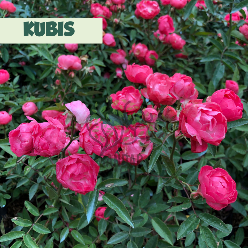 Jual Bunga Mawar Mini Jepang Kubis Merah Tanaman Hias Hidup Berbunga ...