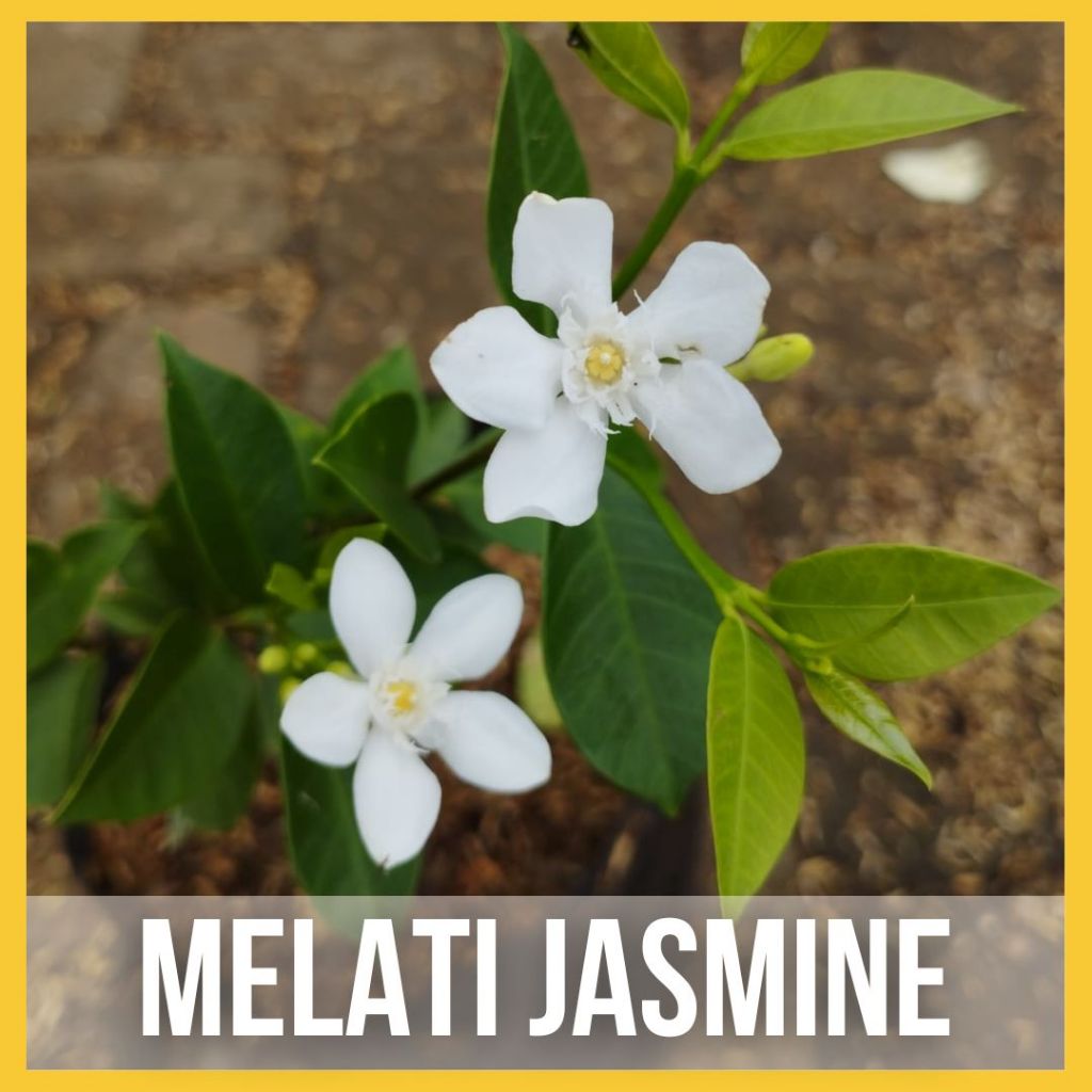 Jual Tanaman Hias Bunga Melati Jasmine / Wrightia White Angel | Shopee ...