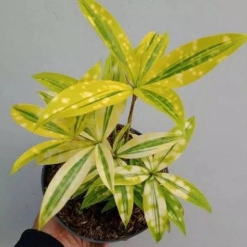 Jual tanaman darcena bambu kuning rimbun segar | Shopee Indonesia