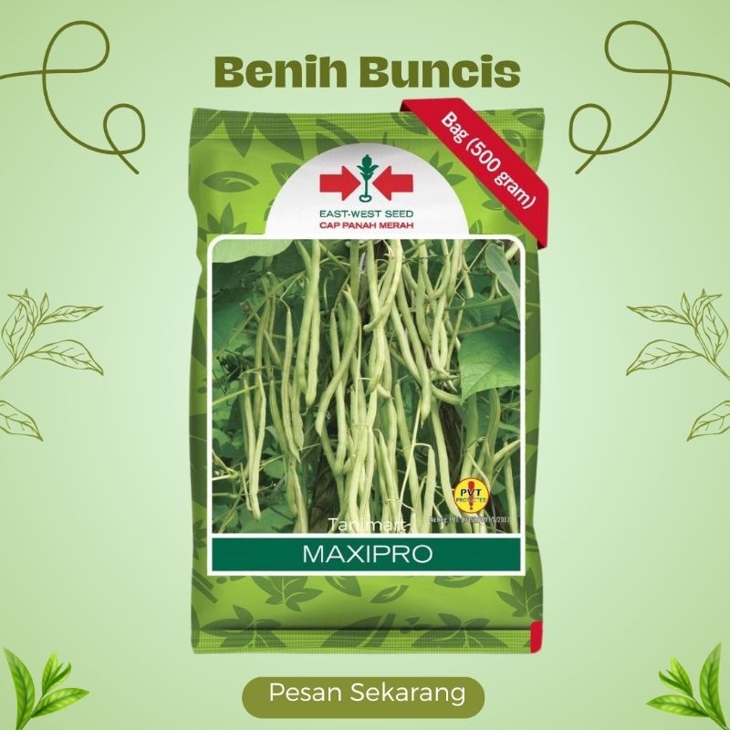 Jual Benih Bibit Buncis Varietas MAXIPRO F1 500 gr (Kemasan Original ...