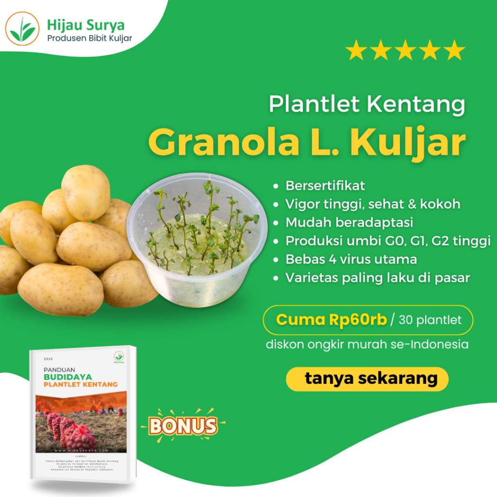 Jual Paket 15 pot isi 30 Plantlet Kentang Granola L Kultur Jaringan ...