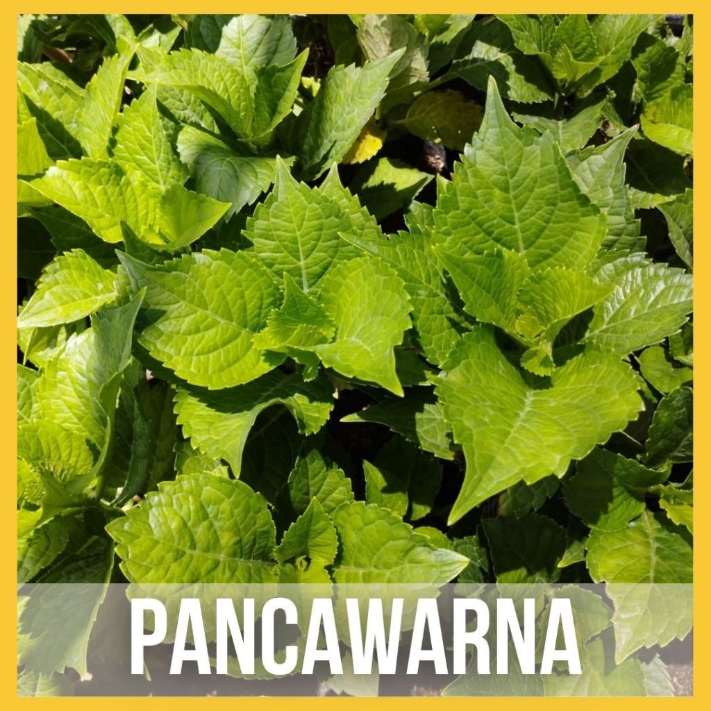 Jual Bibit Tanaman bunga Panca warna Pancawarna - Hydrangea atau ...