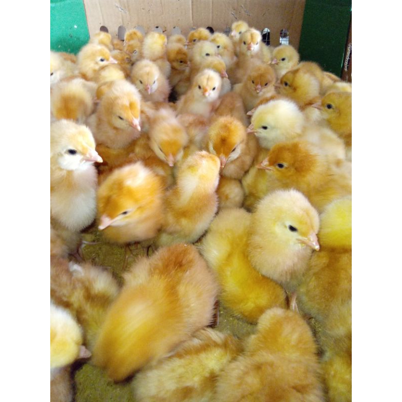 Jual Doc Ayam Petelur Super 1 Box Isi 102 Ekor Sudah Vaksin. | Shopee ...