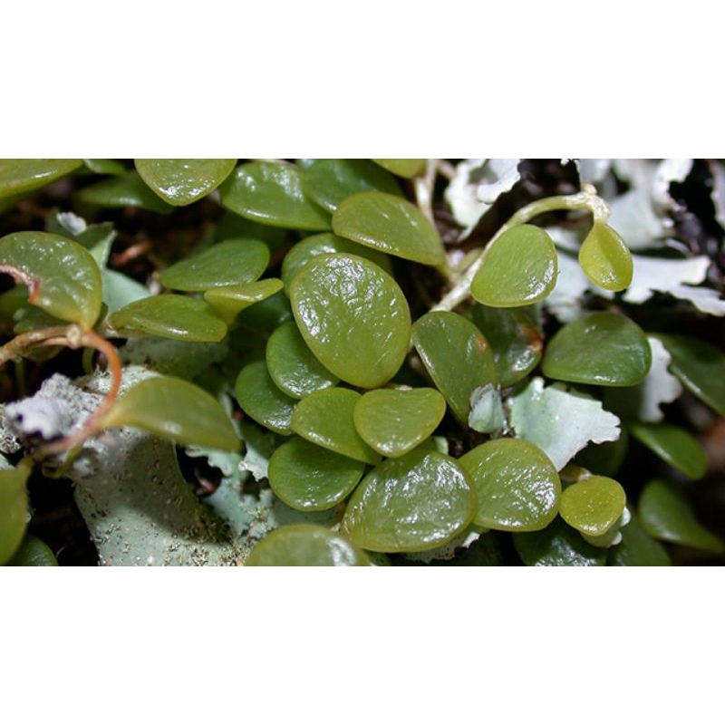 Jual Daun sisik naga / benalu sisik naga fresh | Shopee Indonesia