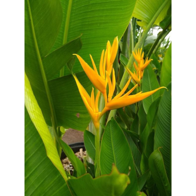 Jual TANAMAN HIAS HELICONIA GOLDEN (Tanaman Bunga Heliconia Yellow ...