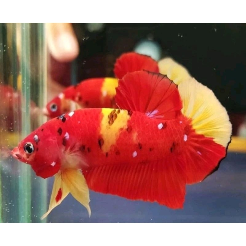 Jual PK CUPANG NEMO KLASIK | Shopee Indonesia