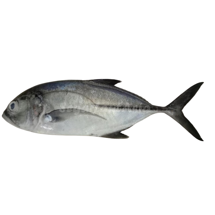 Jual Ikan Kuwe Segar Ikan Kue Tengkek Ikan Laut Basah Segar 1Kg ...