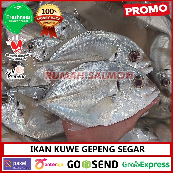 Jual Ikan Kuwe Gepeng FRESH / Kuwe Ikan Segar Harian / Ikan Bakar ... Jual Ikan Kuwe Gepeng FRESH / Kuwe Ikan Segar Harian / Ikan Bakar ...