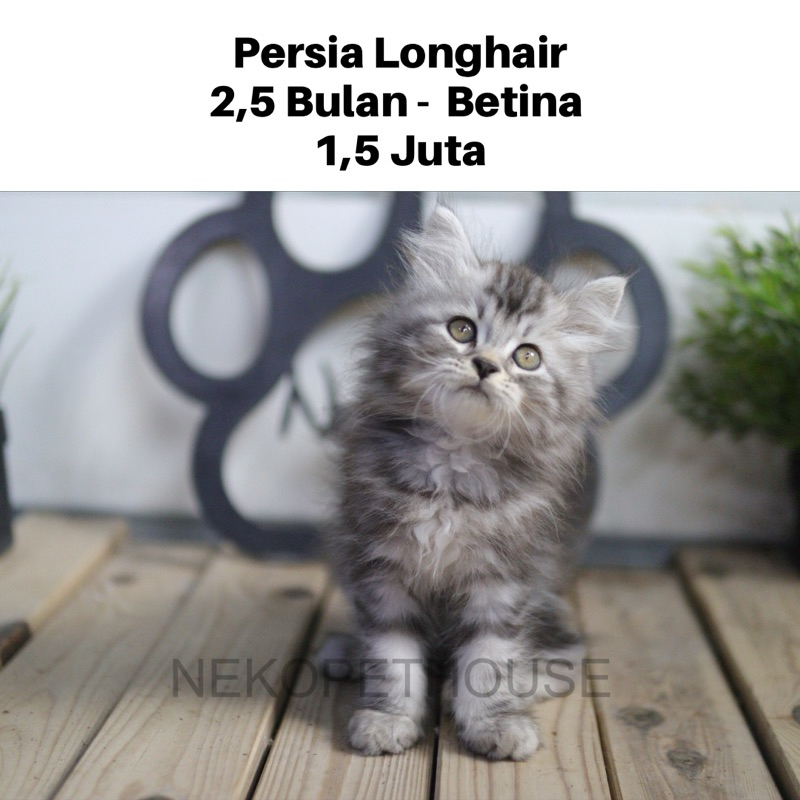 Jual Persia Longhair Kitten Lucu Anak Kucing Persia Adopsi Kucing ...
