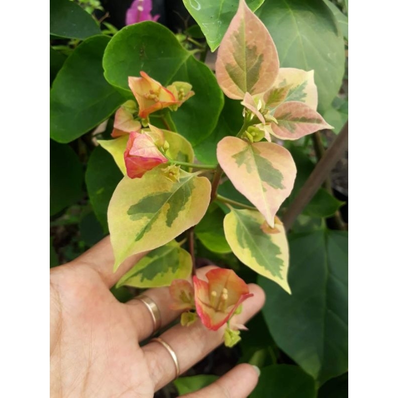 Jual Tanamah hias bunga bougenville citra thailand | Shopee Indonesia