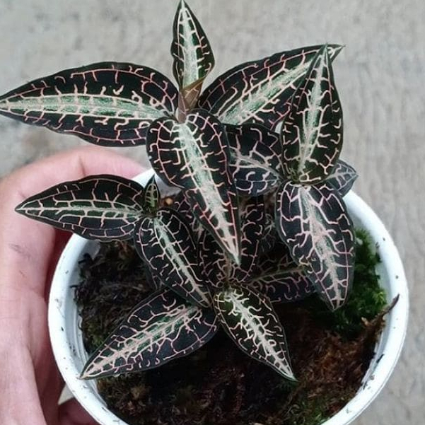 Jual anggrek jewel orcid godyera sankes tanaman hias mini | Shopee ...