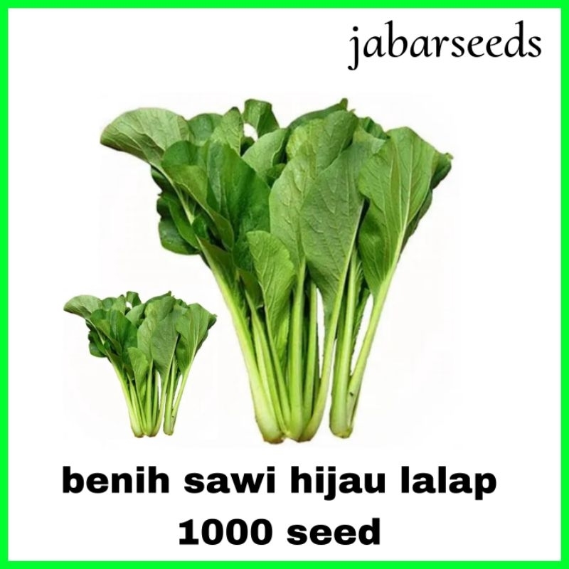 Jual benih sawi hijau/sawi lalap sayur ( 1000 seed ) | Shopee Indonesia