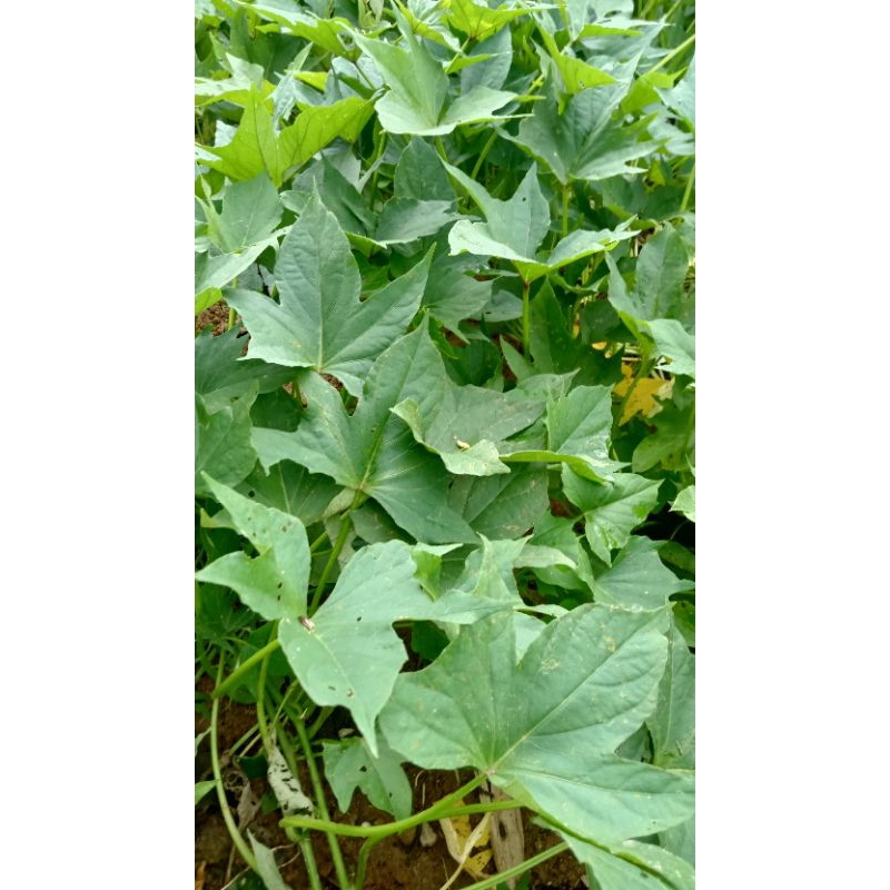 Jual stek tanam ubi jalar / ketela rambat | Shopee Indonesia