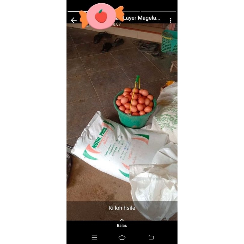 Jual MCP Nutriphos | Shopee Indonesia