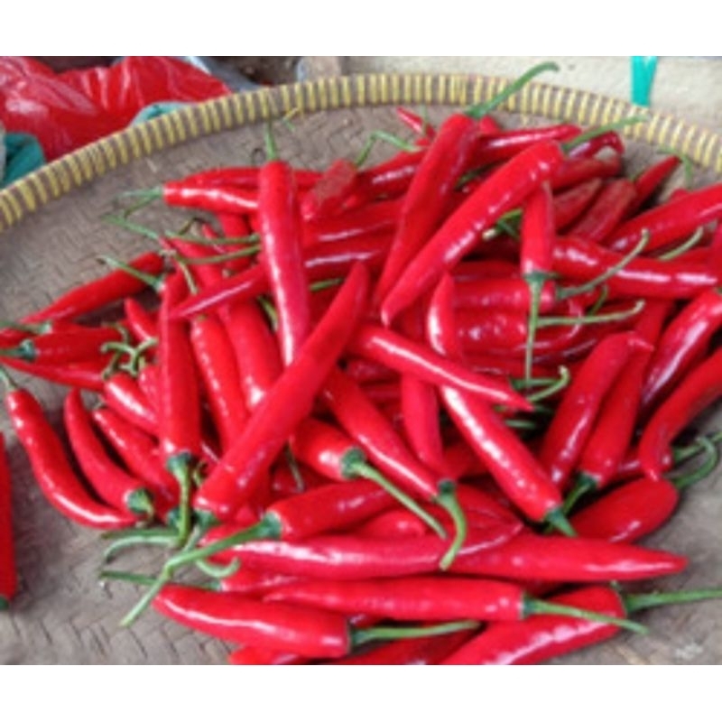 Jual Cabe Merah Besar 1kg Dijamin Selalu Fresh Baru Petik | Shopee ...