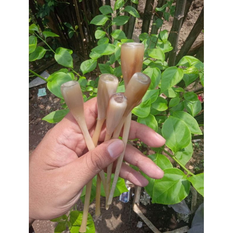 Jual Once unic Pipa Sayap Kiri Tulang Kalong 15cm | Shopee Indonesia