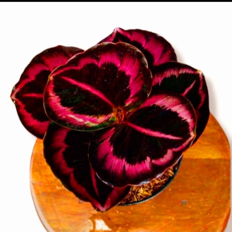 Jual COD - Tanaman hias Calathea Prince Jessy Mutasi super bibit import ...