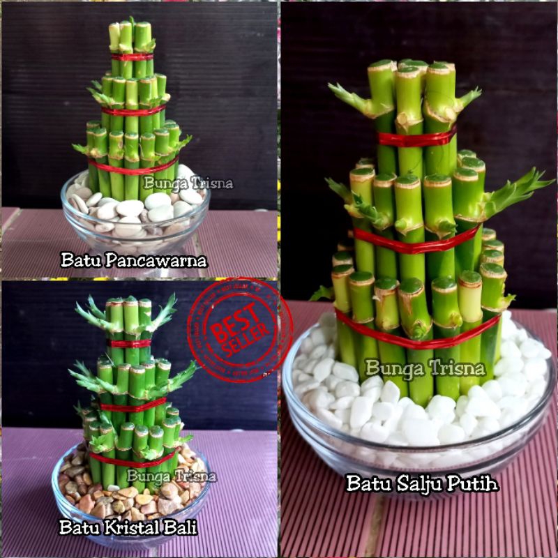 Jual Bambu hoki PAKET HEMAT + Vas kaca + batu hias / Bambu Rejeki ...