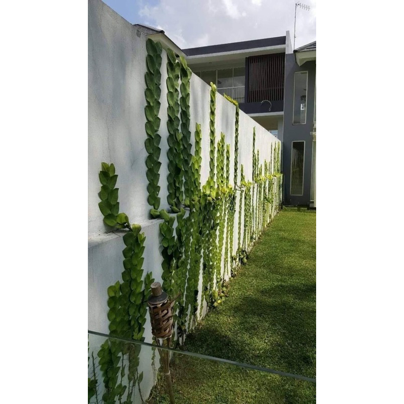 Jual PROMO!! TANAMAN HIAS MERAMBAT DOLAR DAUN BESAR//POHON DOLAR RAMBAT ...