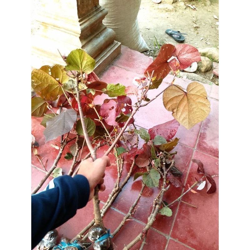 Jual Bibit waru wayang ,waru India,waru merah,waru varigata,waru brazil ...