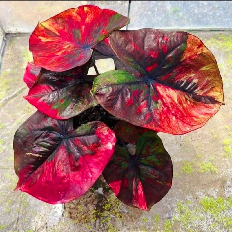 Jual Caladium Red Devil/ Tanaman Hias Keladi Red Devil Anakan Murah ...