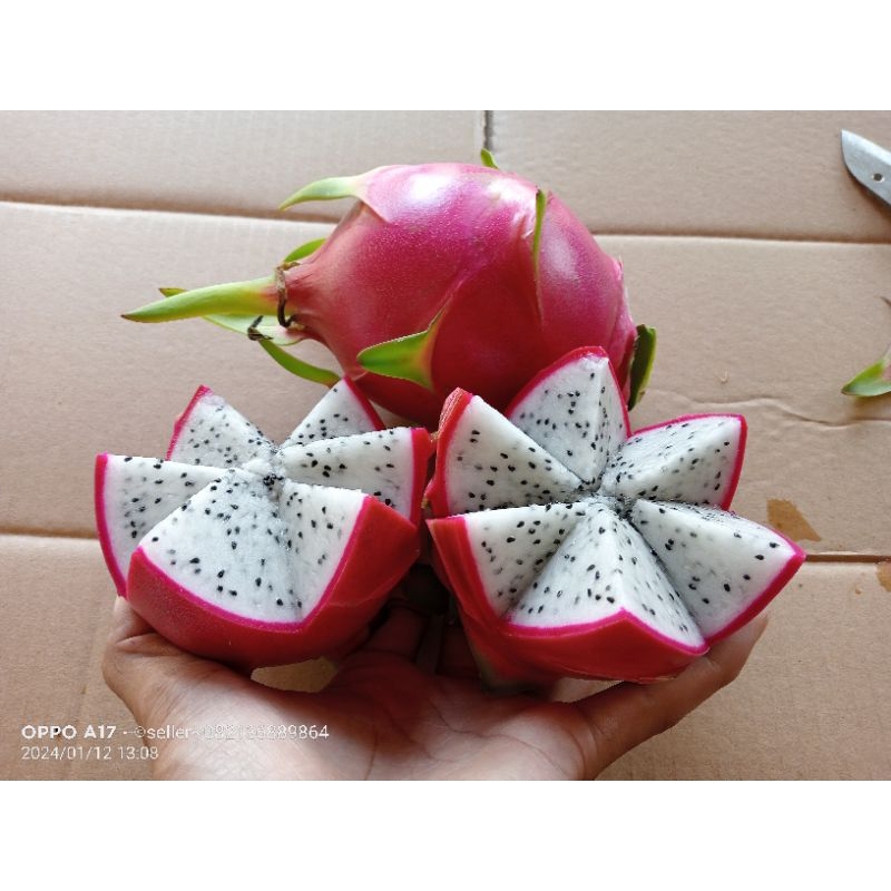 Jual Buah naga putih 10.kg (grosir) | Shopee Indonesia