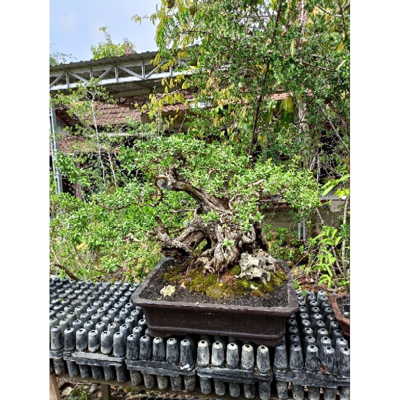 Jual BONSAI SANTIGI LARGE SIAP PAJANG | Shopee Indonesia