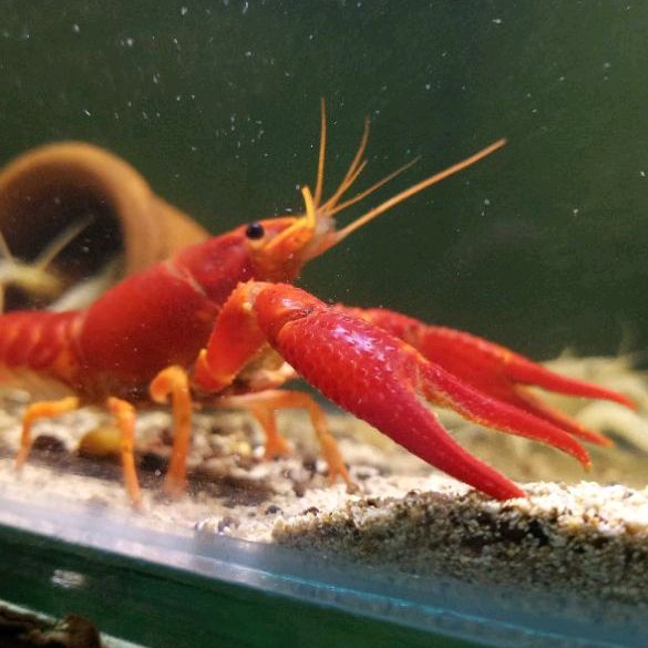 Jual Ikan Hias Lobster Merah Red Marlboro Procambarus Clarkii Untuk ...