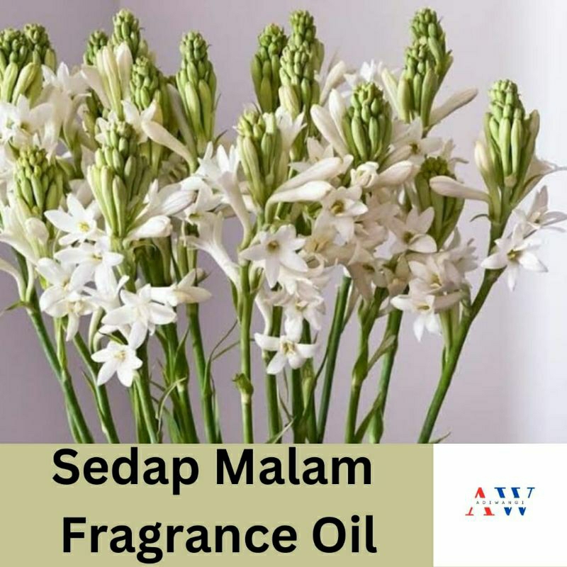 Jual Tuberose Fragrance Oil Bibit Parfum Bunga Sedap Malam | Shopee ...