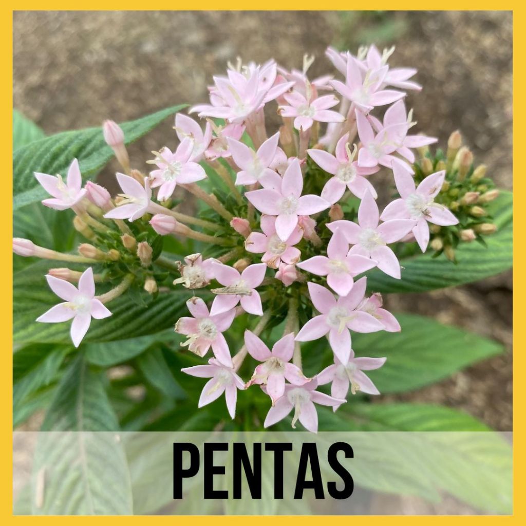 Jual Bibit Tanaman Hias Bunga Pentas / Tanaman Bunga Lanceola / Tanaman ...