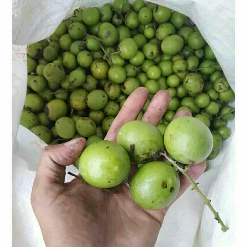 Jual Buah Gandaria Jatake segar | Shopee Indonesia