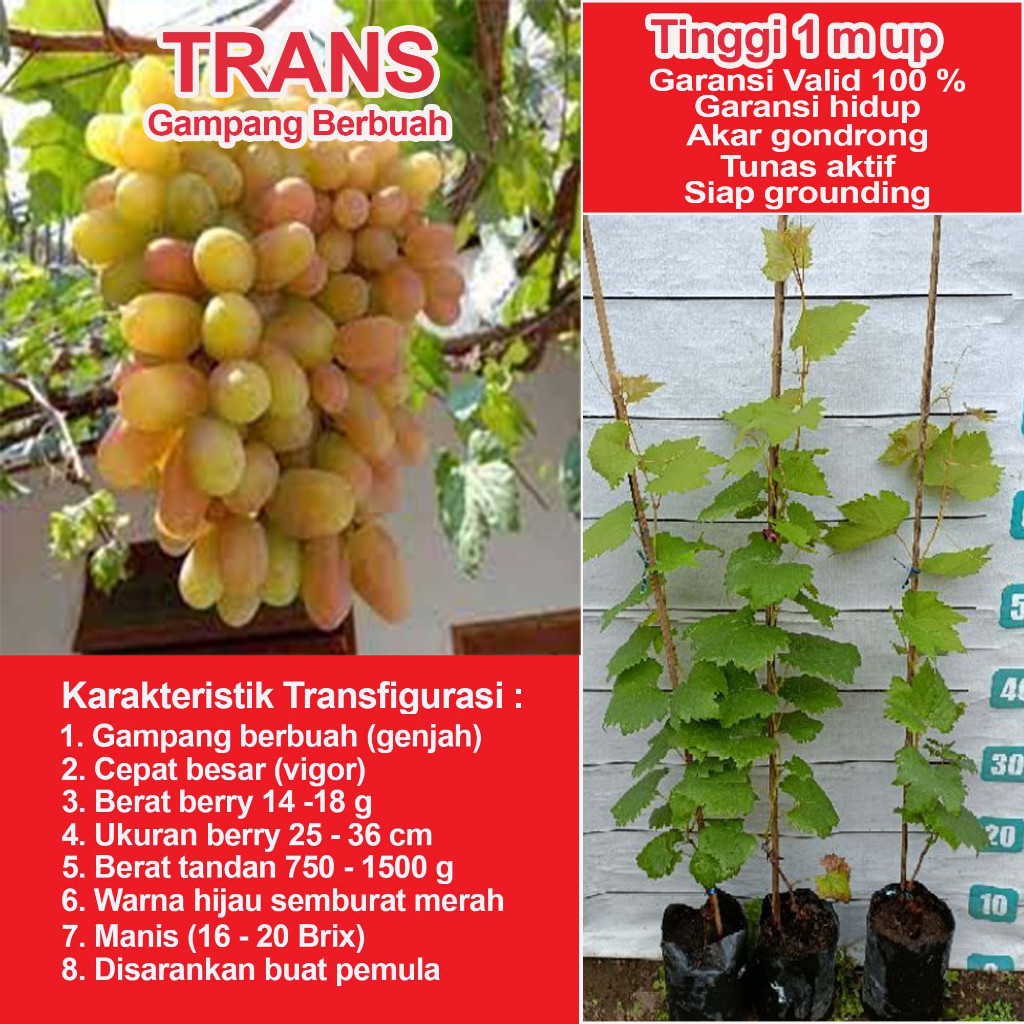 Jual Bibit Tanaman Anggur Import TRANSFIGURASI Hijau Asli VALID ...