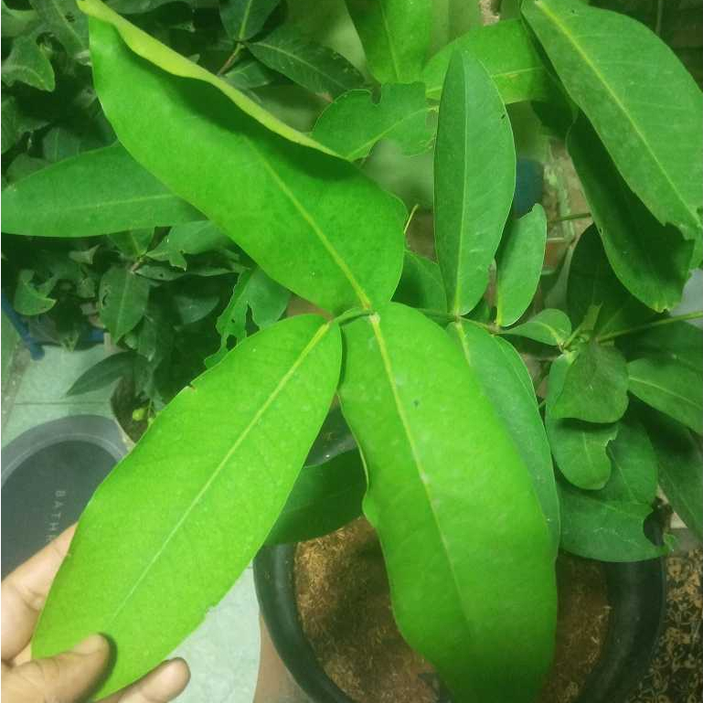 Jual daun jambu air segar 50 lembar baru di petik | Shopee Indonesia