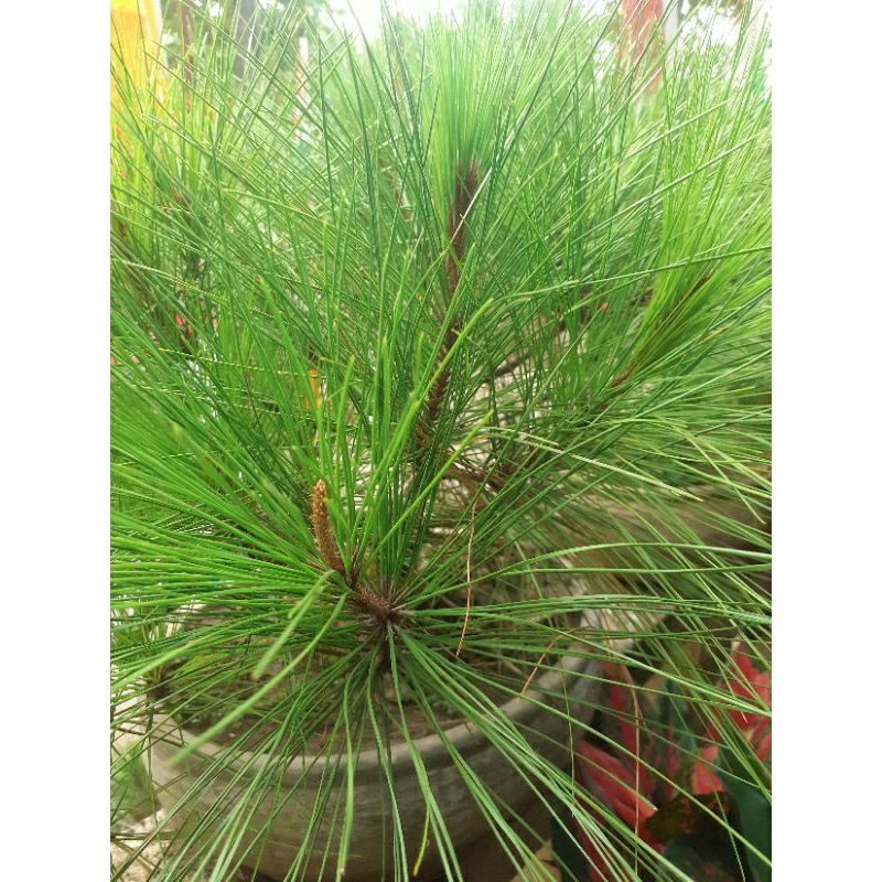 Jual daun pinus segar baru petik bersih - daun pinus segar untuk obat ...