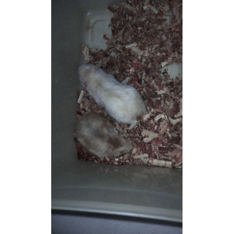 Jual [GRATIS] Adopsi Hamster Winter white/argente induk-anakan | Shopee ...