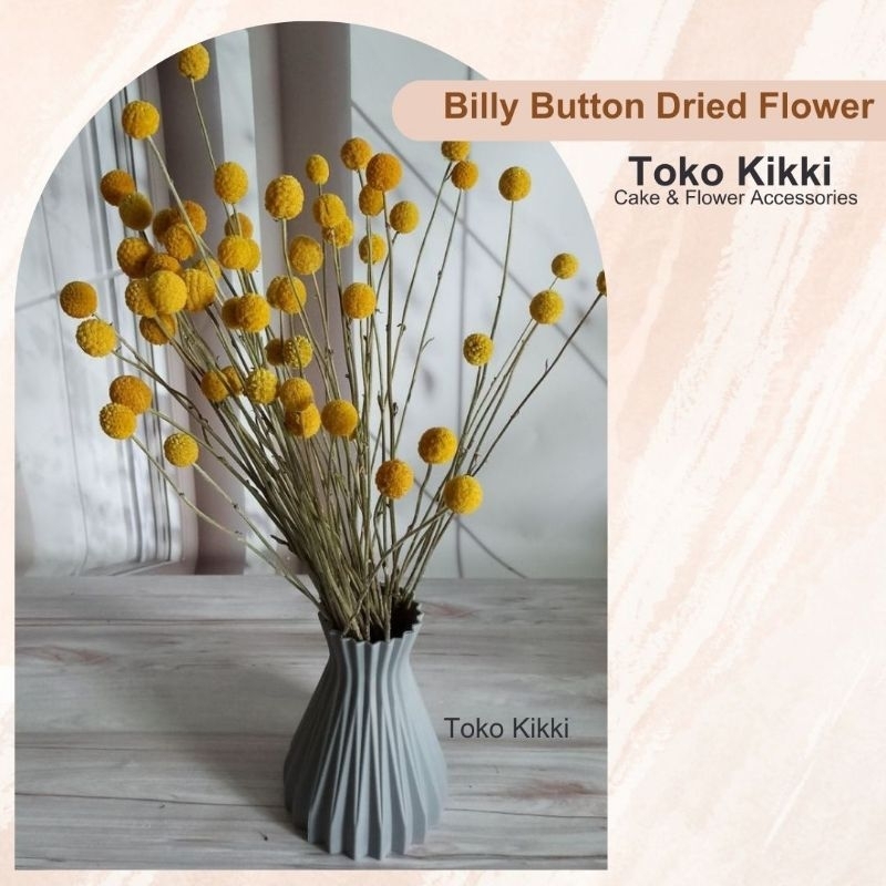 Jual Billy Button Craspedia Dried Flower / Pom Pom Kuning / Bunga ...