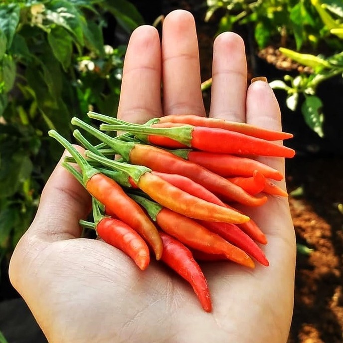 Jual 20 Benih Bibit Cabe Rawit Setan DEWATA 43 F1 | Shopee Indonesia