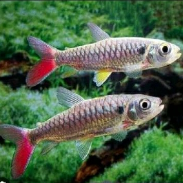 Jual ikan pinktail / ikan pink tail / ikan hias pink tail / ikan pink ...