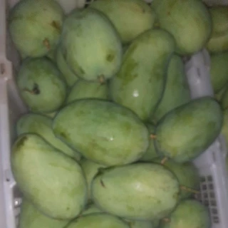 Jual Mangga 1 Kg Terlengkap & Harga Terbaru Juli 2024 | Shopee Indonesia