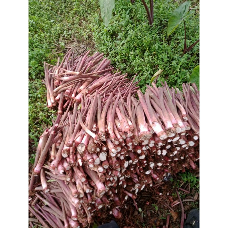 Jual Bibit Talas Pratama 3/ Talas Bogor/ Talas Ungu (isi 100 bibit ...