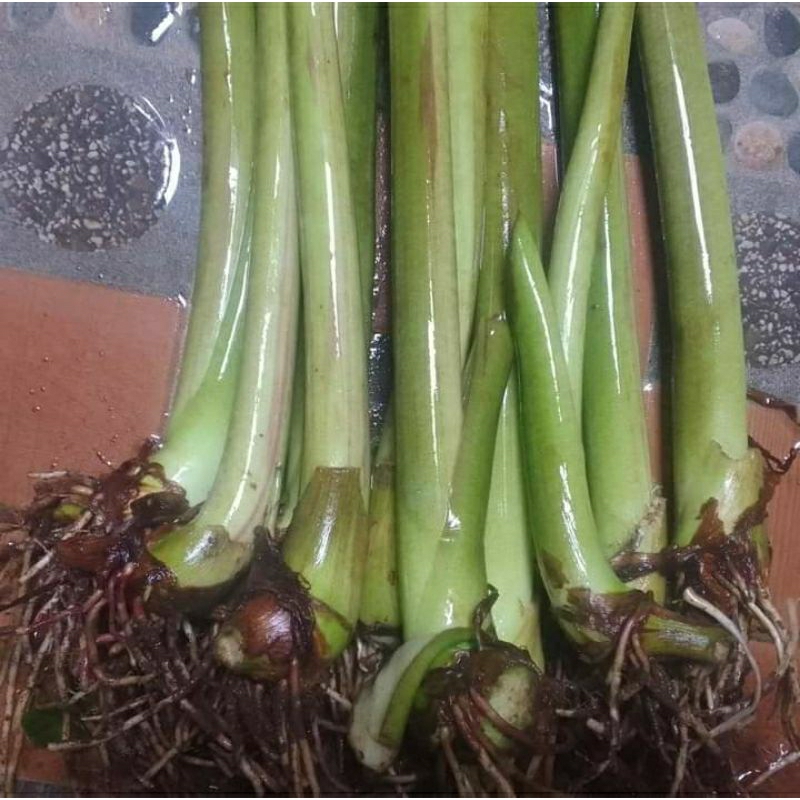 Jual Talas Ketan Wangi/Talas Bentul (isi 40 Bibit) | Shopee Indonesia
