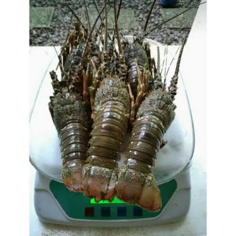 Jual LOBSTER LAUT FRESH 1KG | Shopee Indonesia