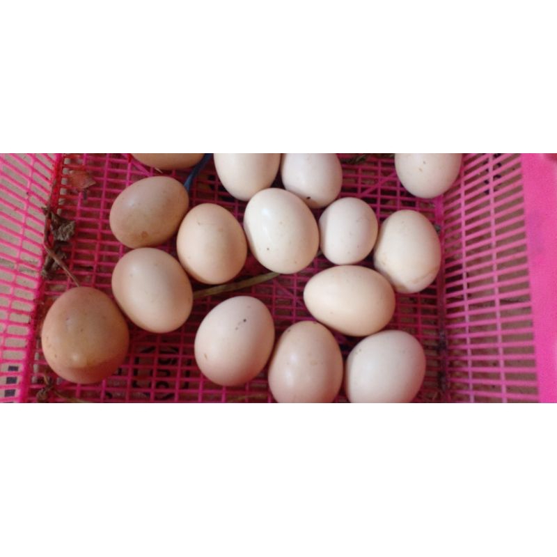 Jual Telur ayam kampung per biji | Shopee Indonesia